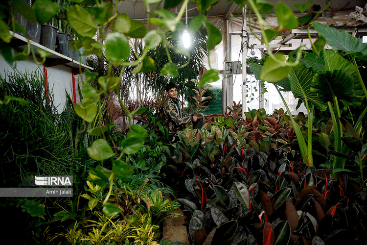 Enjoy a tour around Mahallati Flower Market iFilm